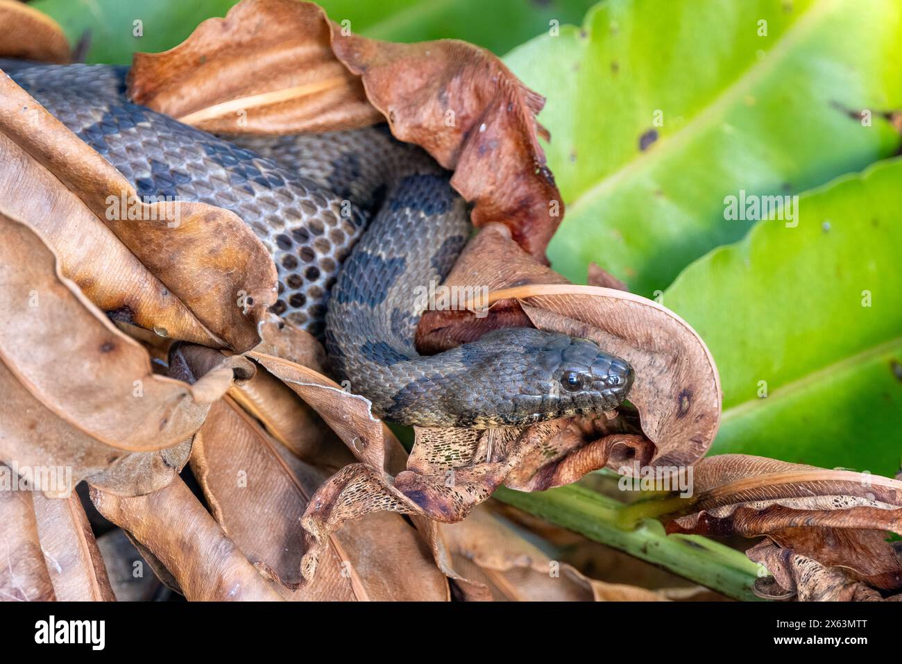 Squarish markings hi-res stock photography and images - Alamy