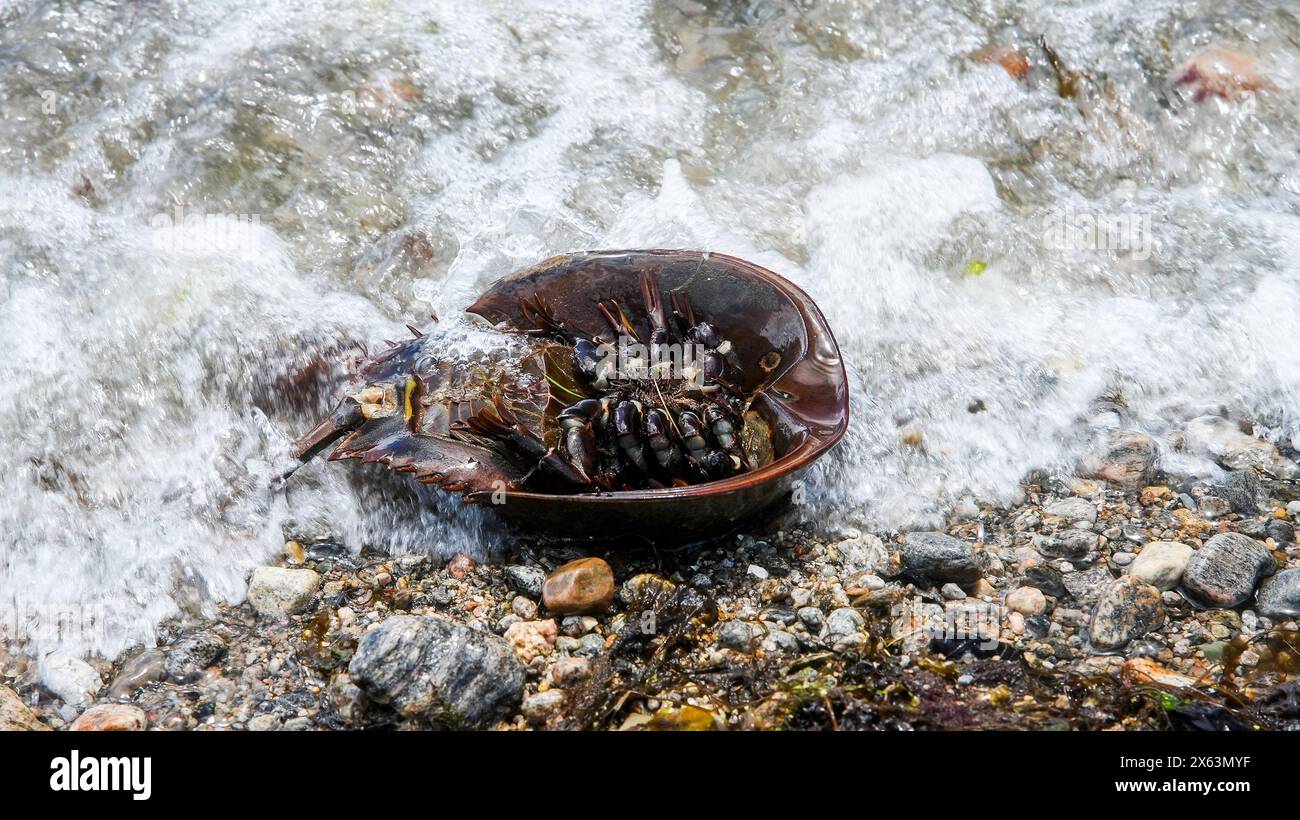 An Atlantic horseshoe crab is caught amidst the splash of waves on a ...