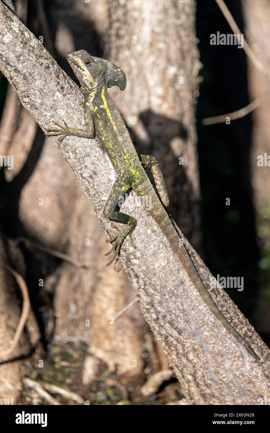Brown basilisk (Basiliscus vittatus) - Green Cay Wetlands, Boynton ...