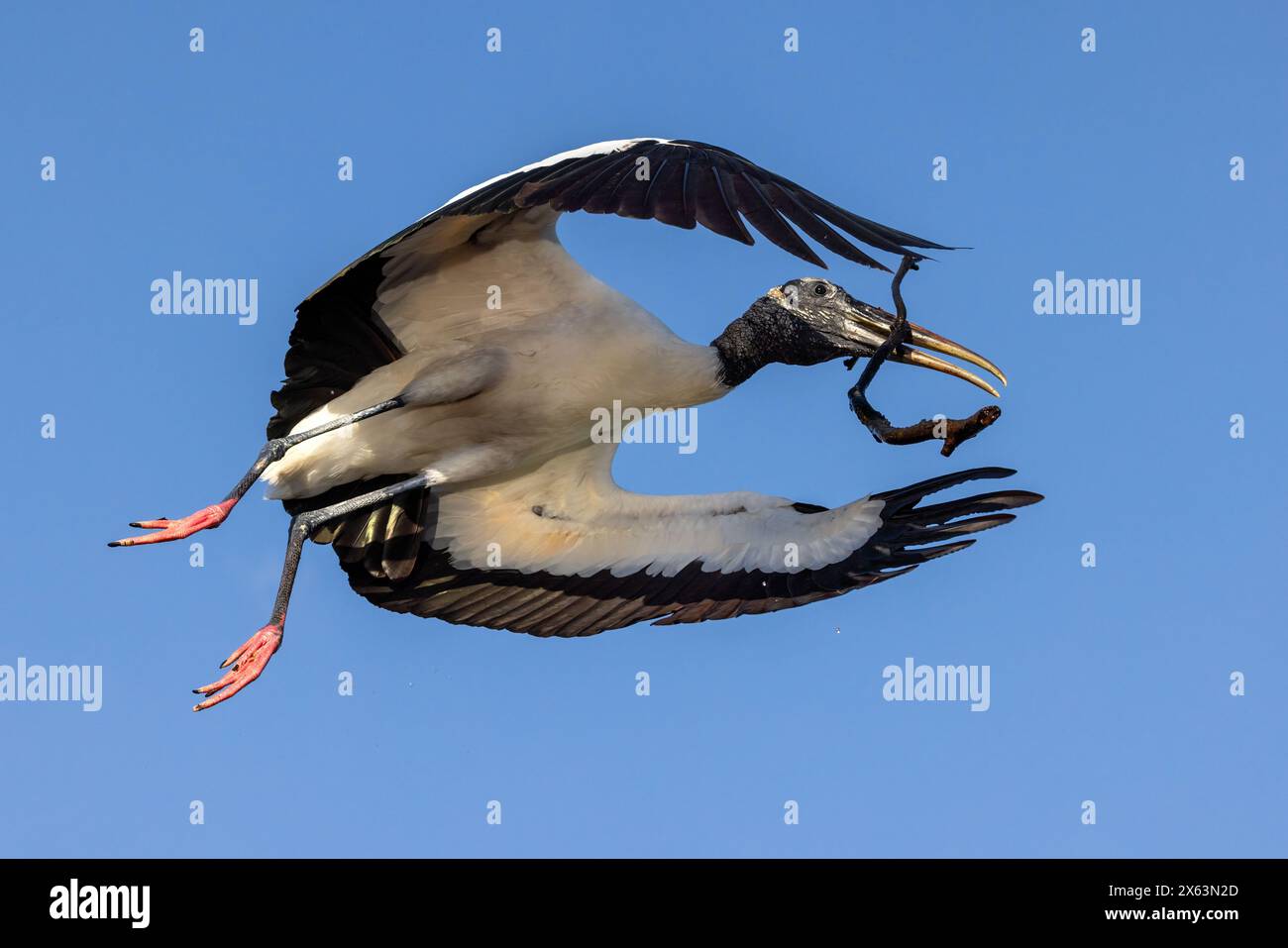 Wood stork (Mycteria americana) in flight with nesting material ...