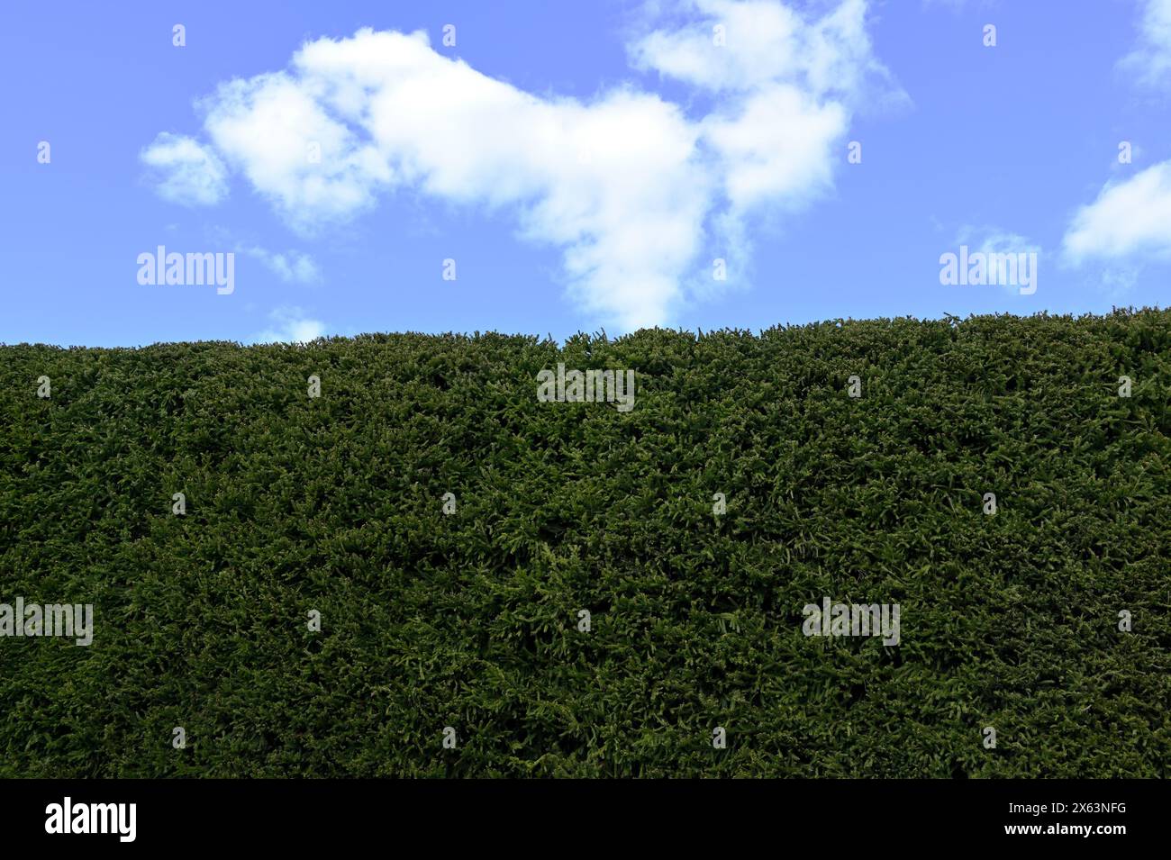 a well-trimmed, dense green hedge under a bright blue sky with ...