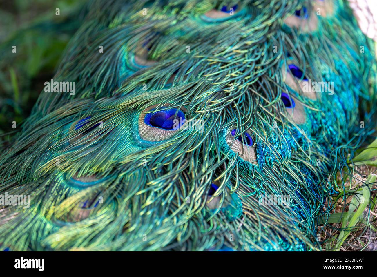 Brilliantly colored Peack in Pasadena California Stock Photo - Alamy