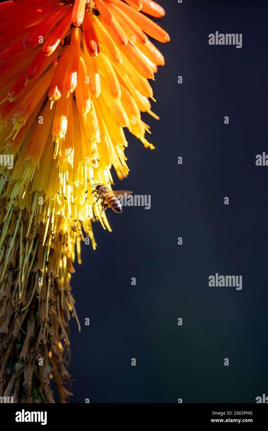 Bee pollinating a torch lily Stock Photo - Alamy