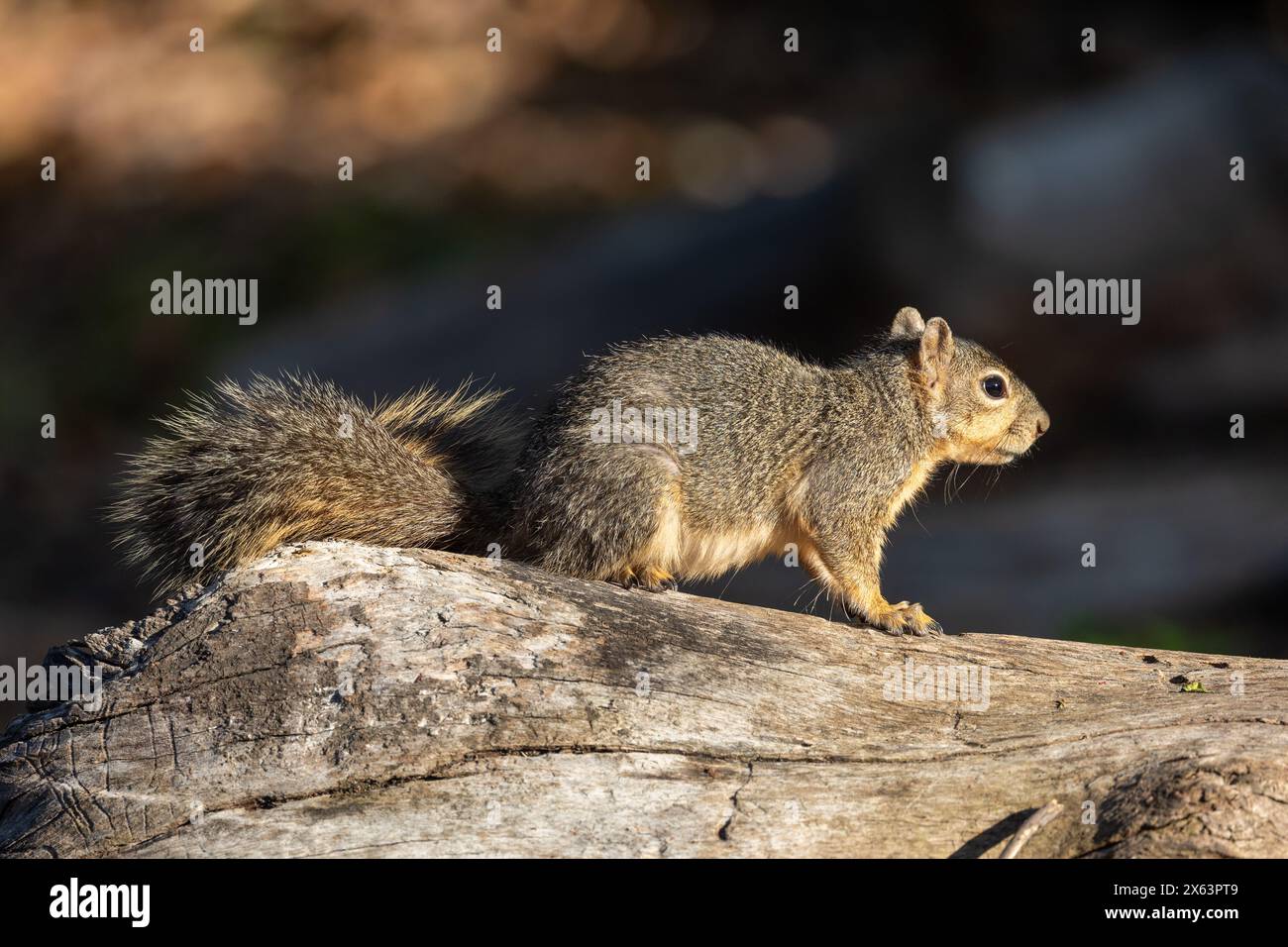 Squirrel on a log in the woods Stock Photo - Alamy
