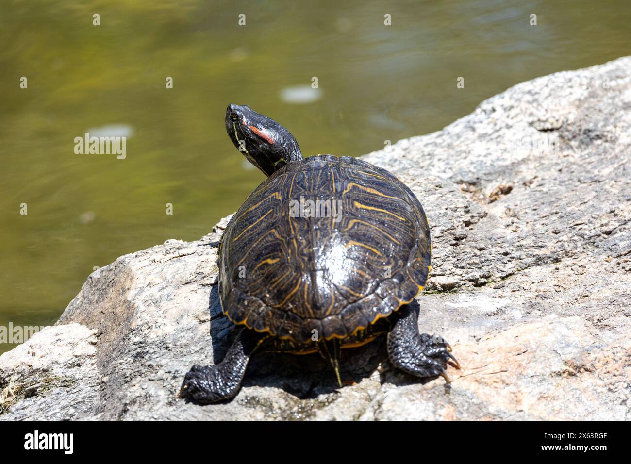 Sunning tank hi-res stock photography and images - Alamy