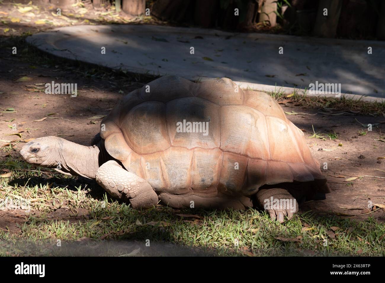 Aldabras Tortoises are one of the world's largest land tortoises Stock ...