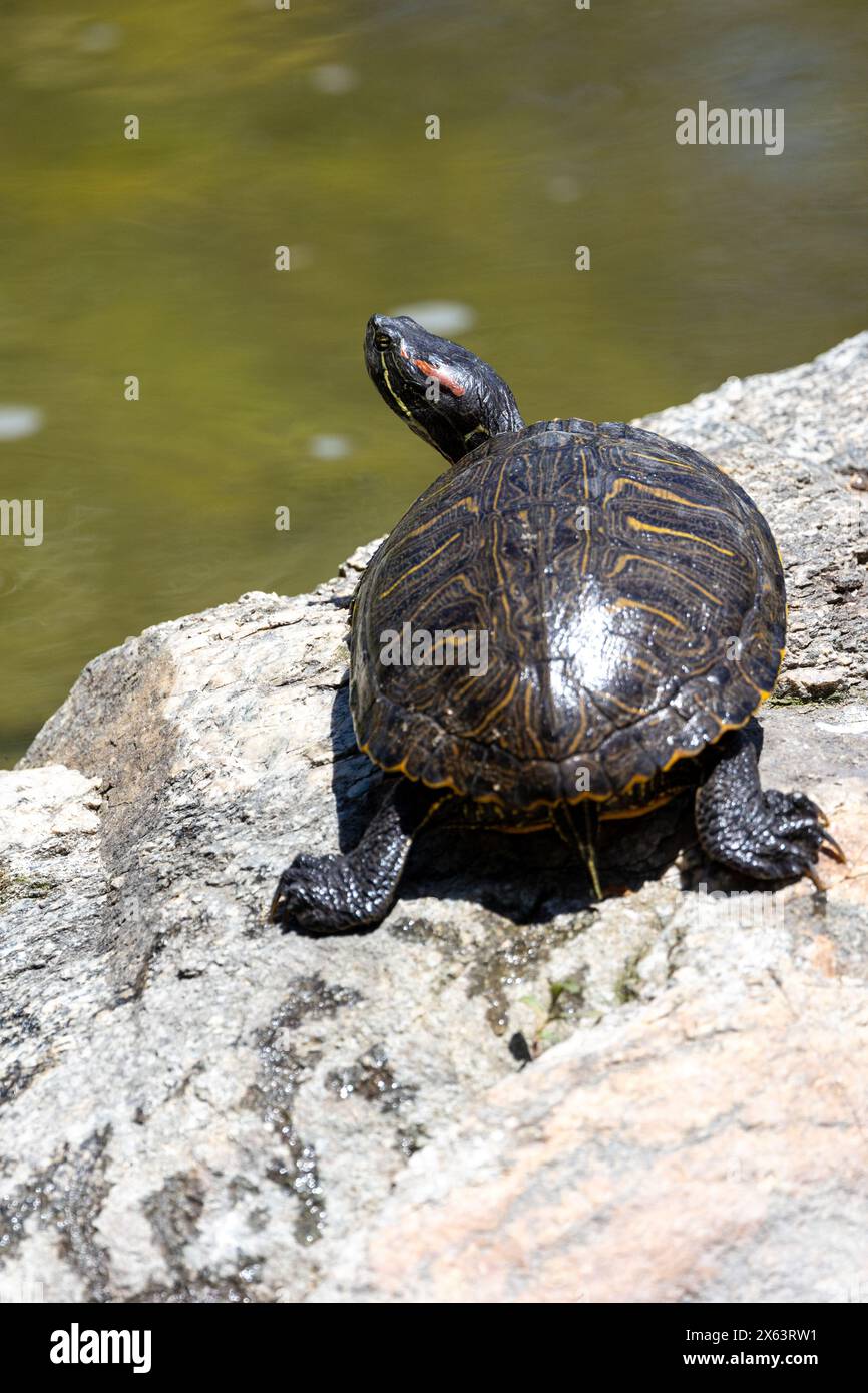 Red eared slider turtle sunning on a rock Stock Photo - Alamy