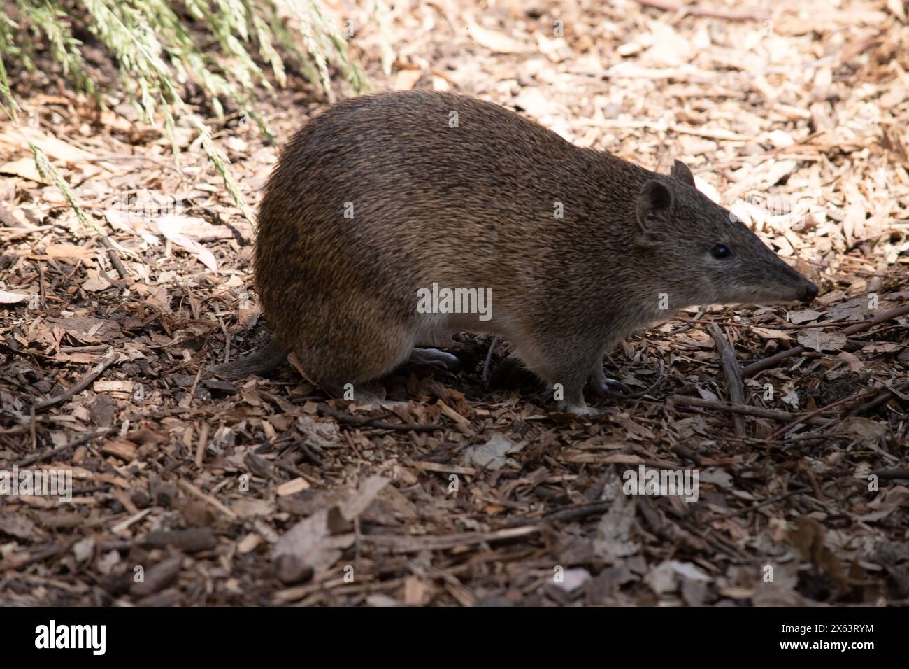 Bandicoots are about the size of a rat and have a pointy snout, humped ...