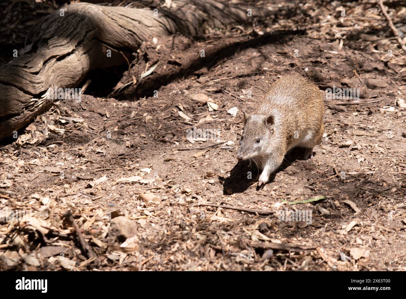 Bandicoots are about the size of a rat and have a pointy snout, humped ...
