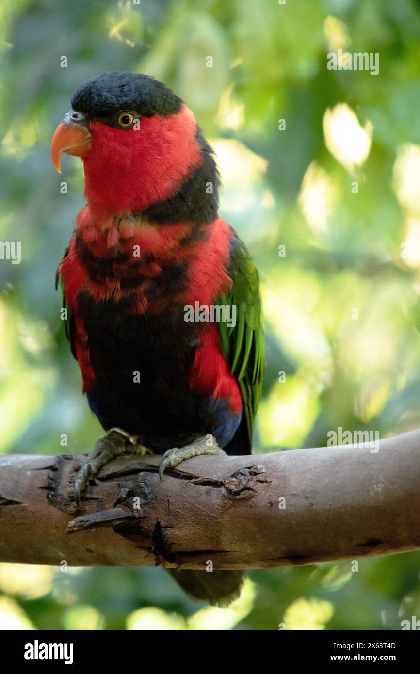 The Black capped lory has green wings, red head and upper body, a black ...