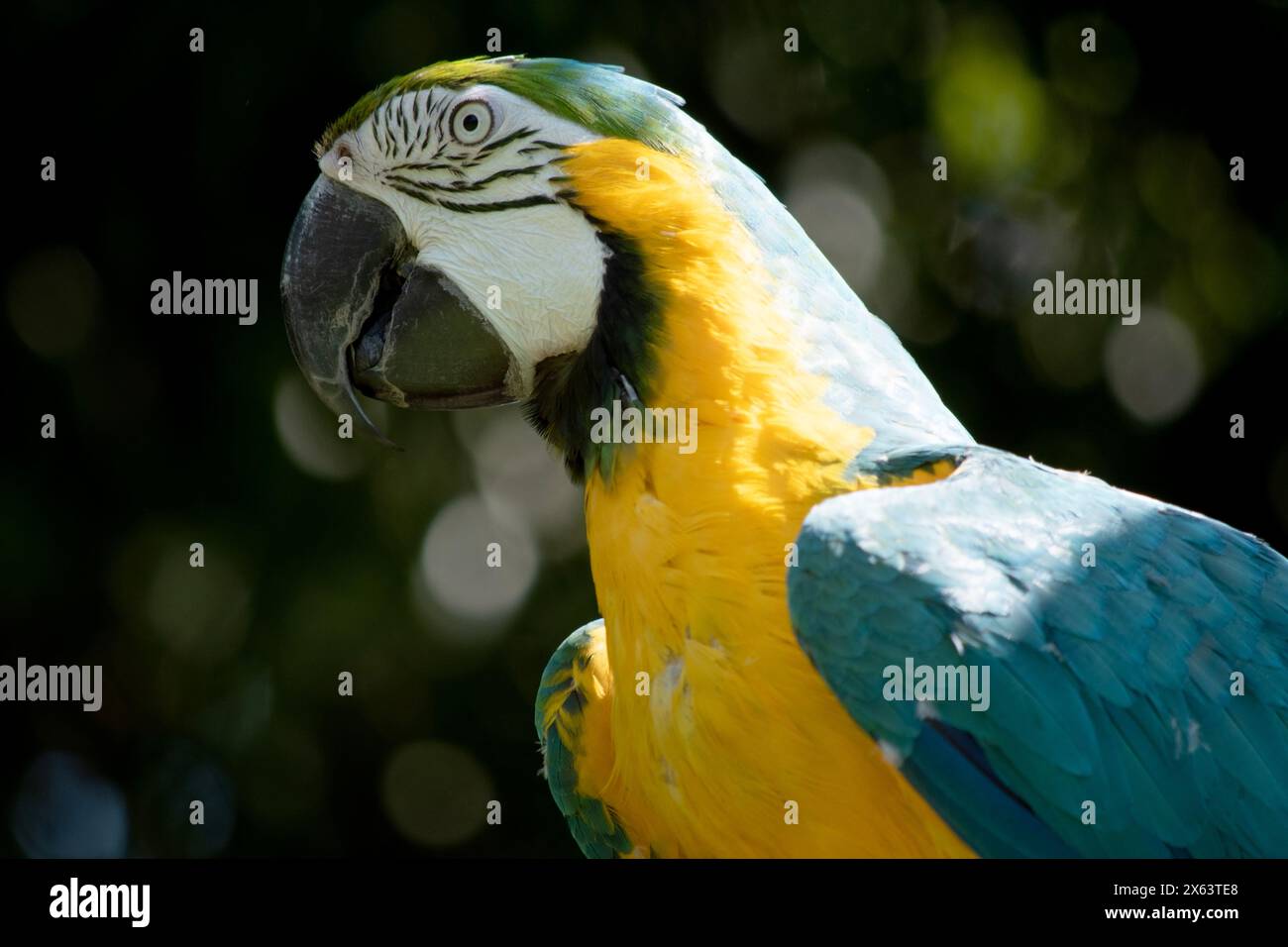 the blue and gold Macaw has back and upper tail feathers of the blue ...