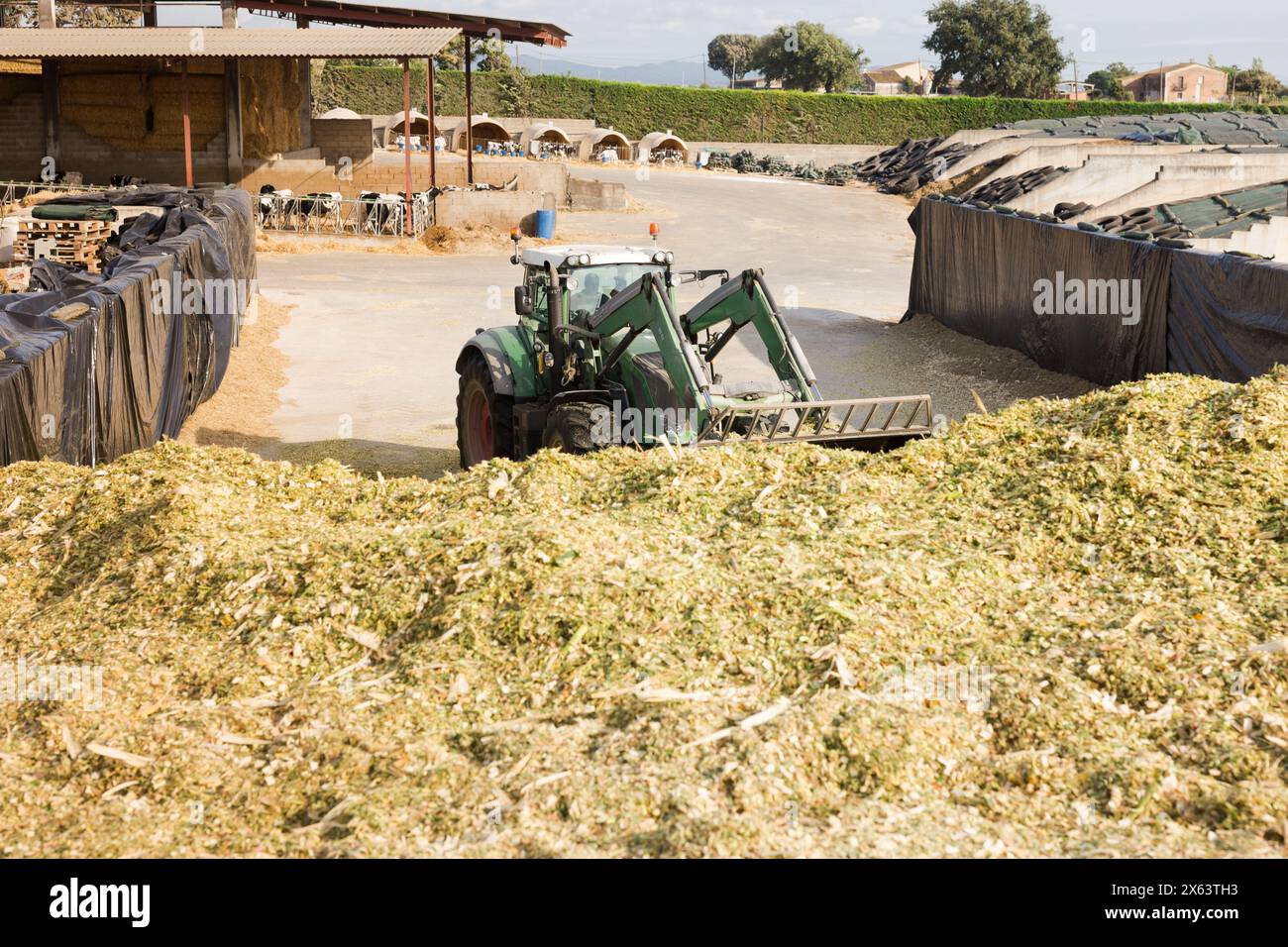 Farm Mas Bes, Spain - October 20, 2021: Tractor rakes chopped corn to ...
