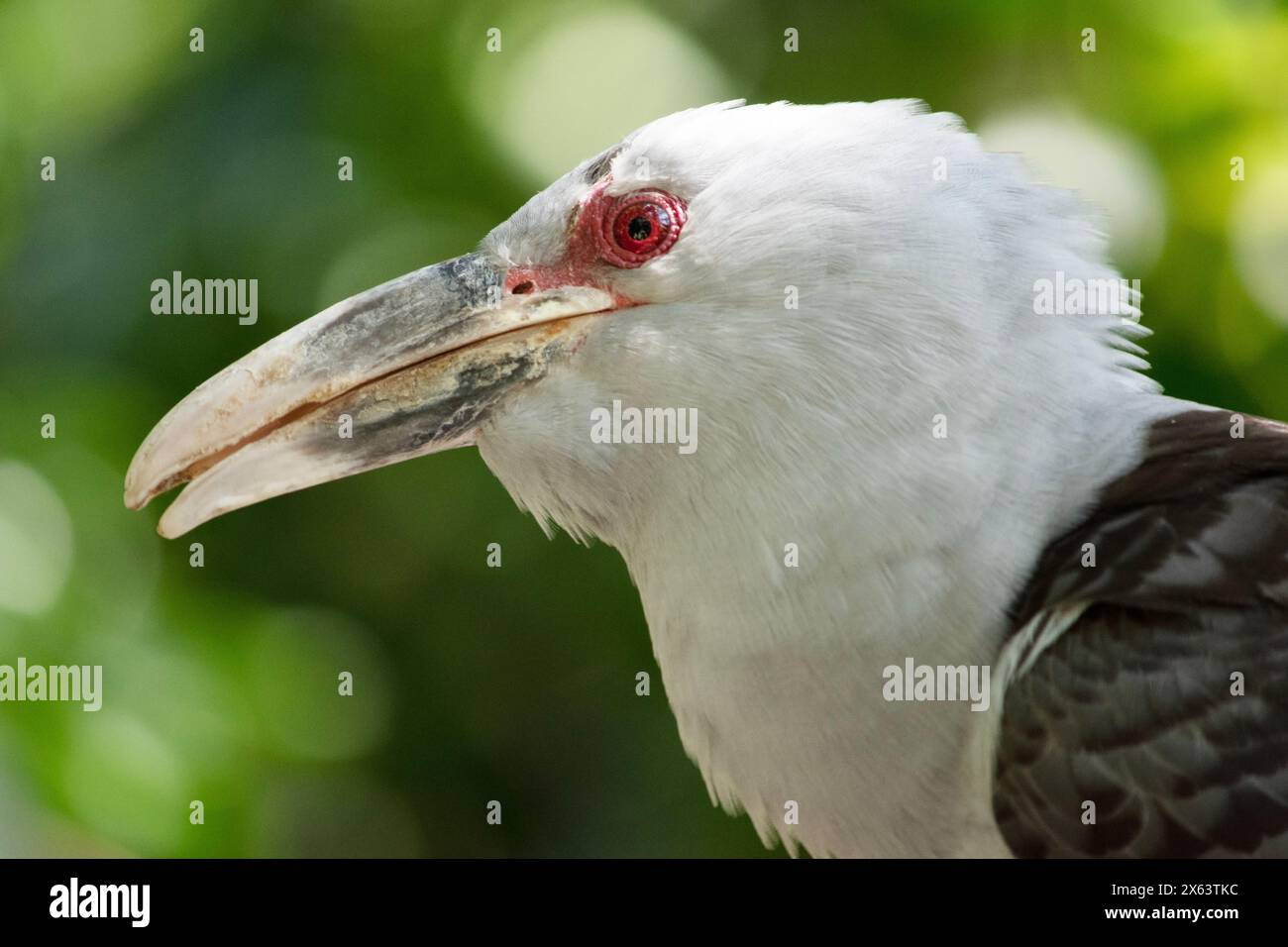 the Channel-billed Cuckoo has a massive pale, down-curved bill, grey ...