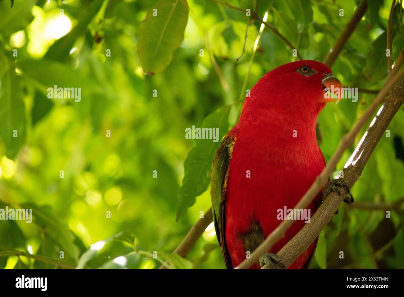 The chattering lory has a red body and a yellow patch on the mantle ...
