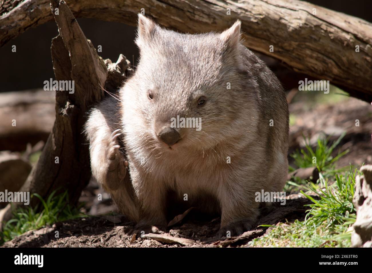 The Common Wombat has a large nose which is shiny black, much like that ...