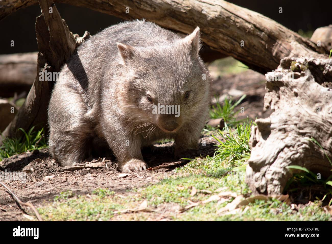 The Common Wombat has a large nose which is shiny black, much like that ...