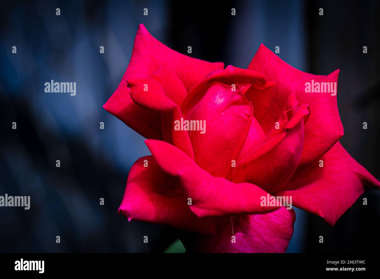 Single Red Rose shot up close Stock Photo - Alamy