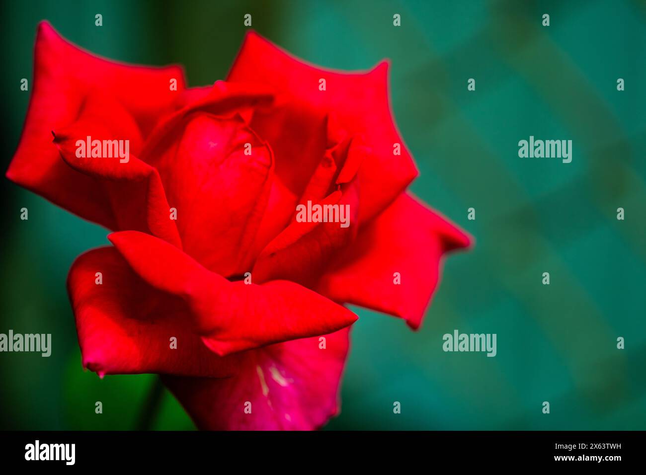Single Red Rose shot up close Stock Photo - Alamy