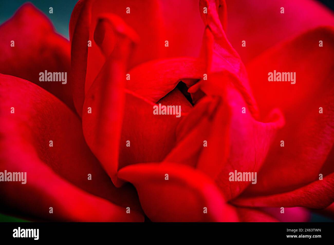 Single Red Rose shot up close Stock Photo - Alamy