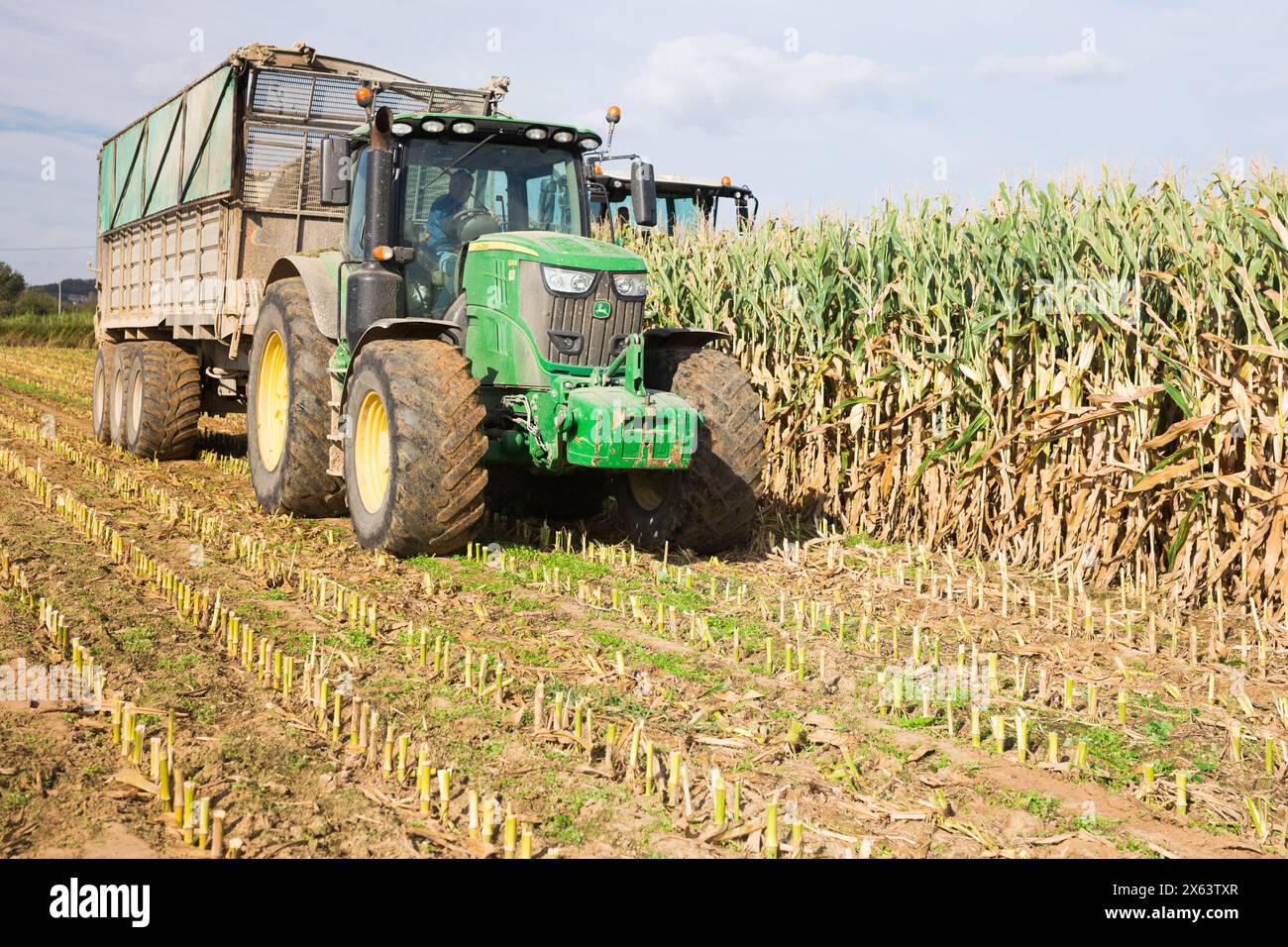 Process of corn silage harvest at farm Stock Photo - Alamy