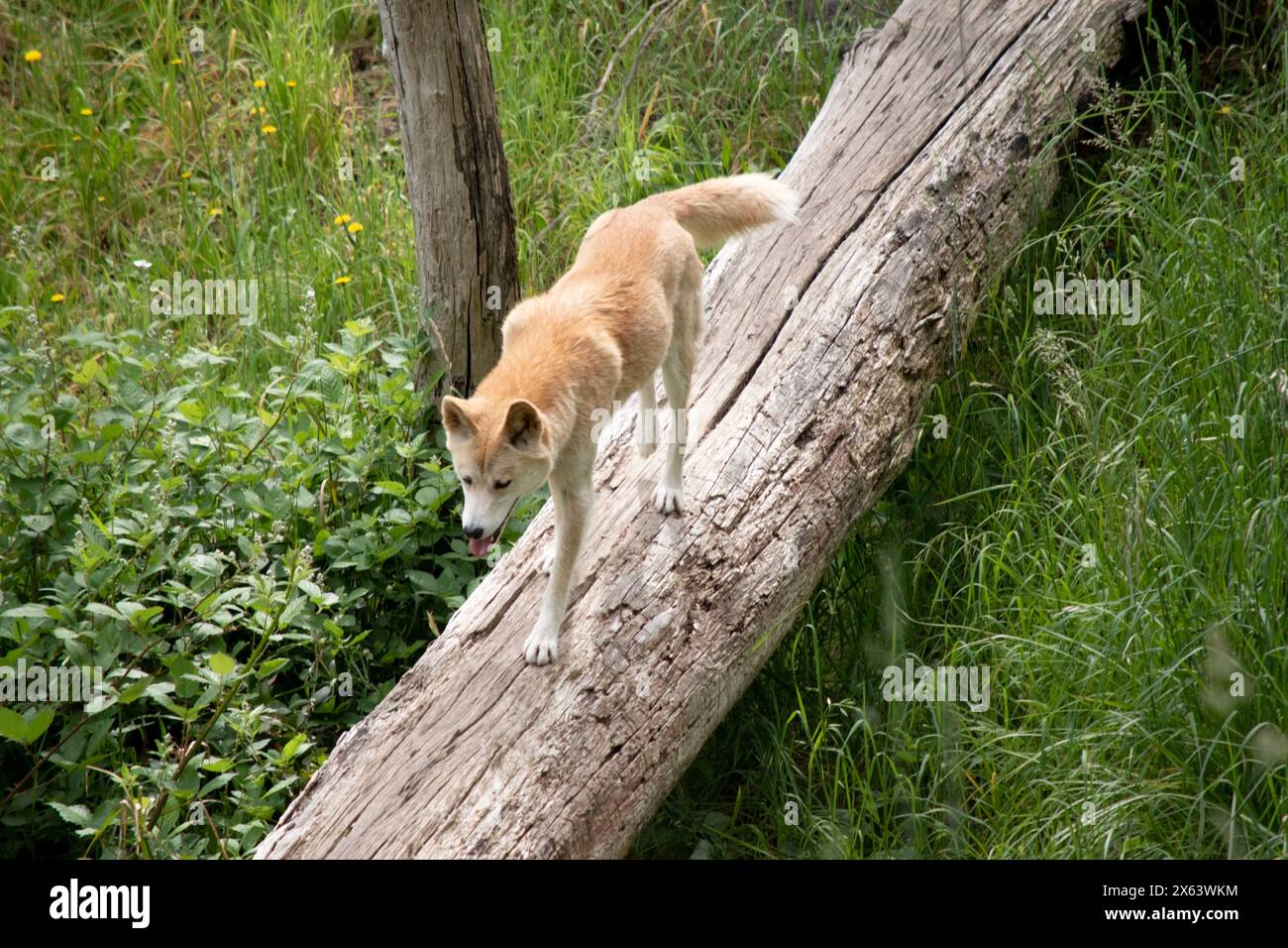 Dingos have a long muzzle, erect ears and strong claws. They usually ...
