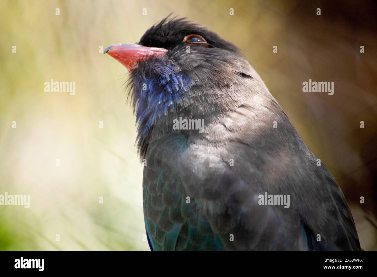 The dollar bird has mostly dark brown upperparts, washed heavily with ...