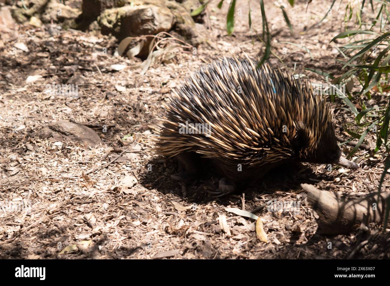 the short nosed has strong-clawed feet and spines on the upper part of ...