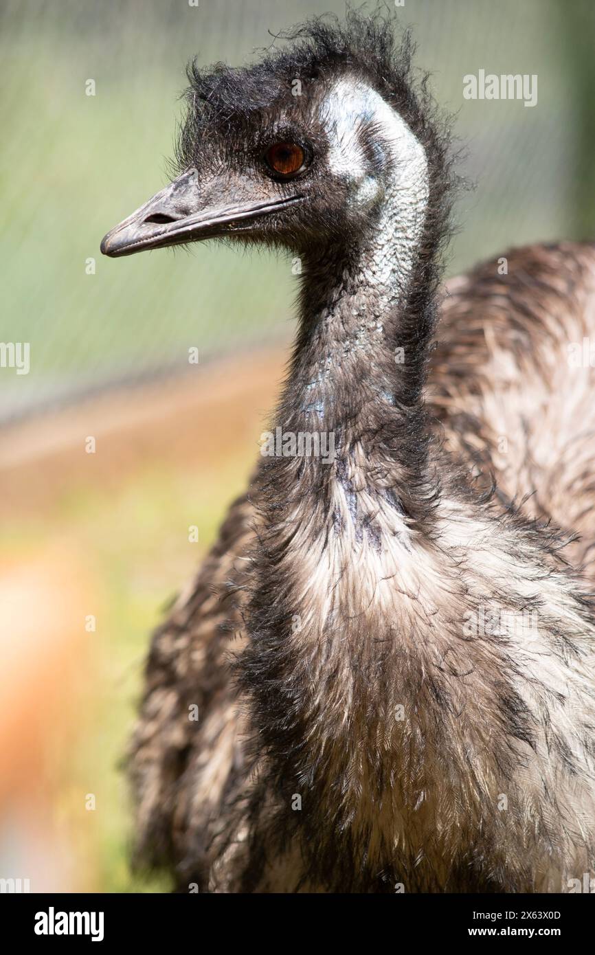 Emus are covered in primitive feathers that are dusky brown to grey ...