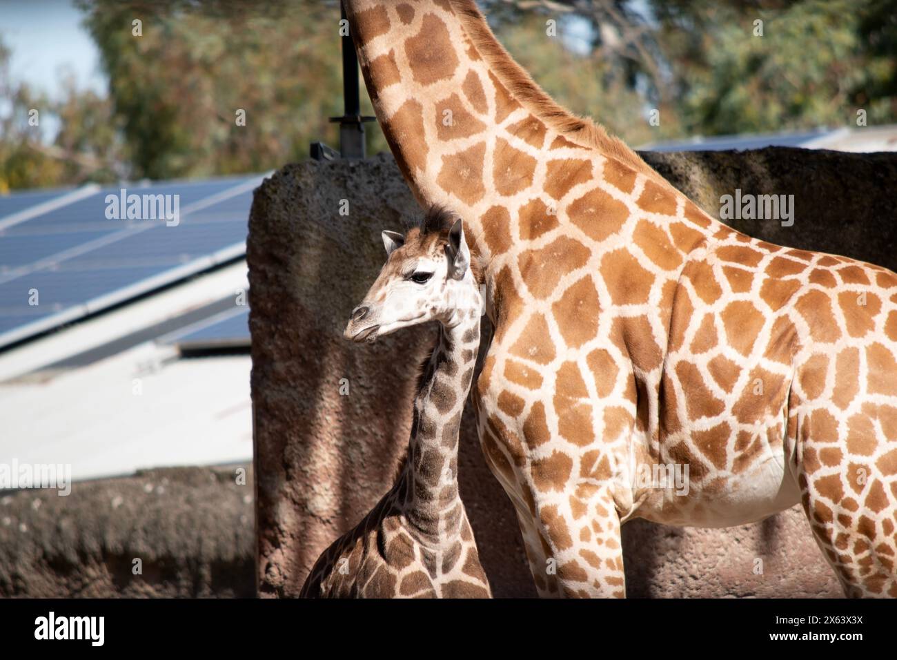 The giraffe is the tallest of all mammals. The legs and neck are ...