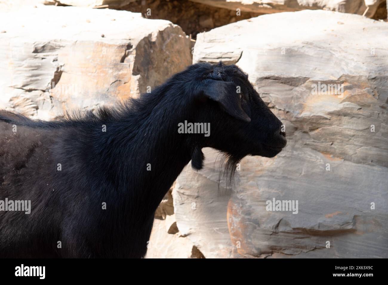 goats are farm animals that have horns that arch backward, a short tail ...