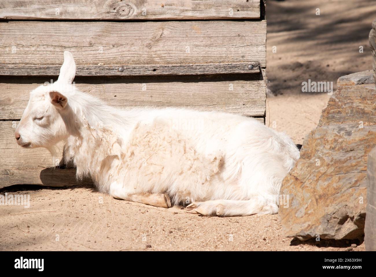Goats are farm animals that arch backward, a short tail, and straighter ...