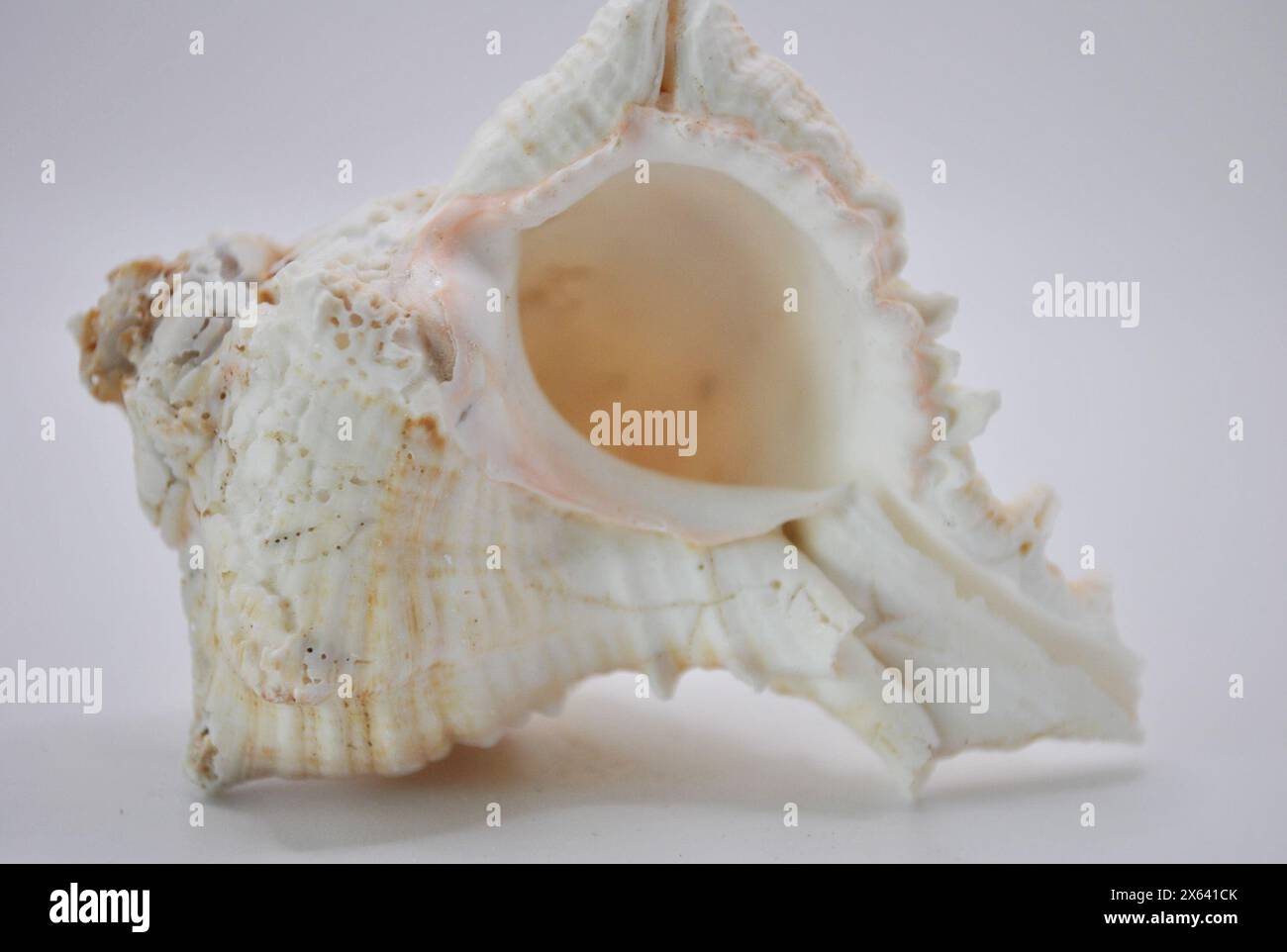 Inside Close-Up of Strombidae Shells on a White Background Stock Photo ...