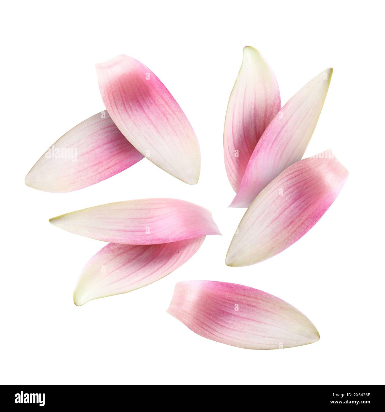 Pink lotus flower petals falling on white background Stock Photo - Alamy