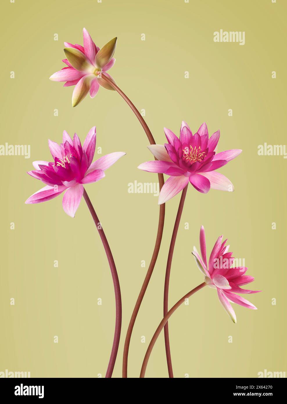 Pink lotus flowers with long stems on olive color background Stock ...