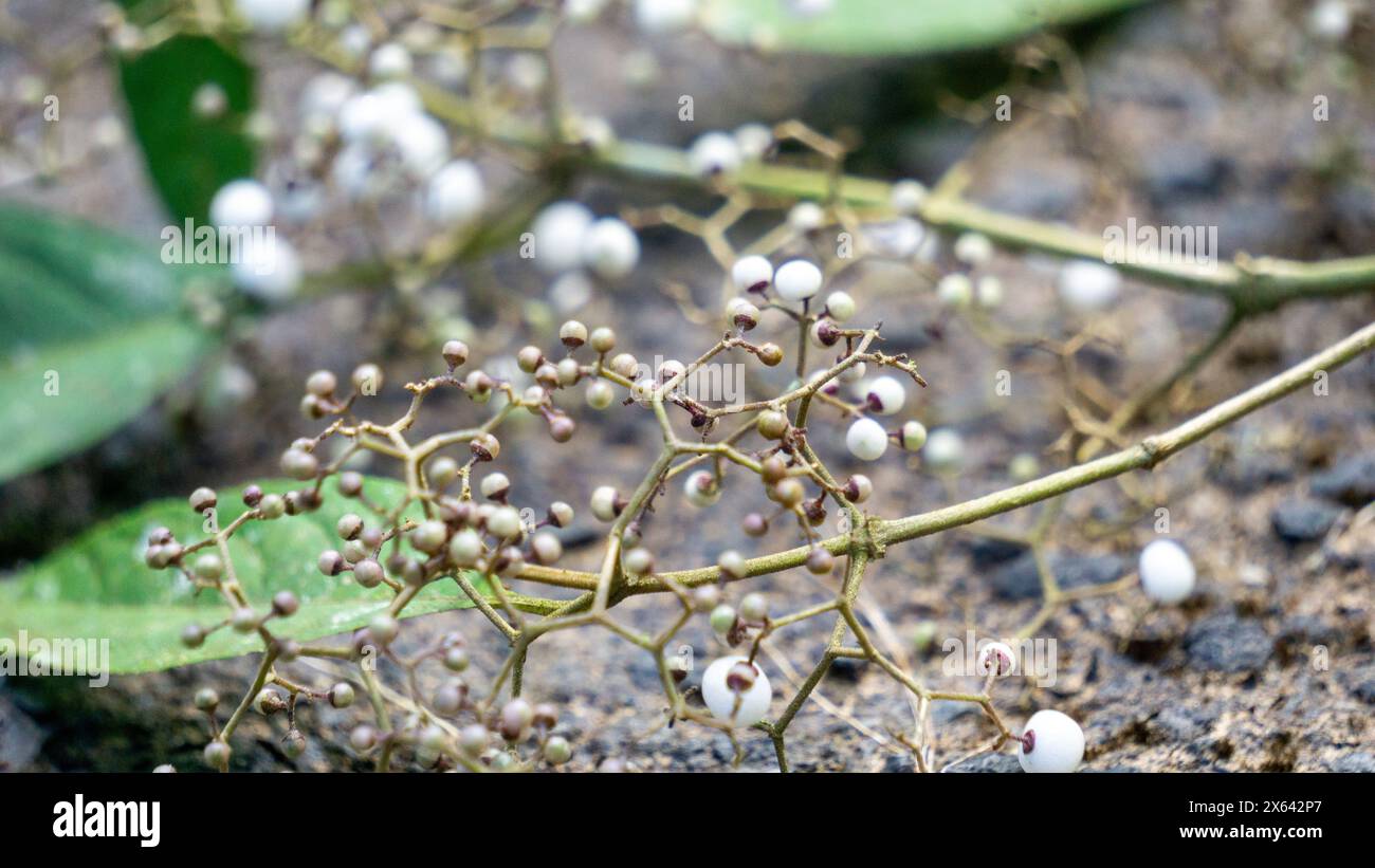 Callicarpa longifolia (Long Leaved Beauty Berry). The roots are used as ...