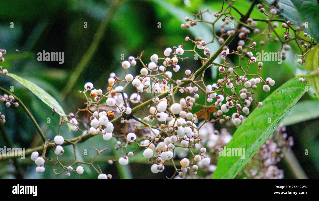 Callicarpa longifolia long leaved beauty hi-res stock photography and ...