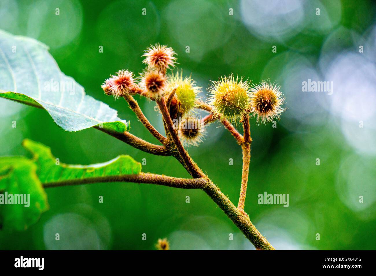 Commersonia echinata hi-res stock photography and images - Alamy
