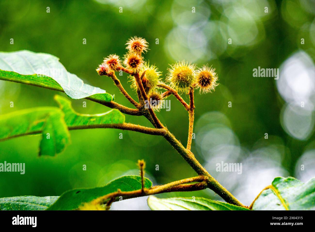 Commersonia echinata hi-res stock photography and images - Alamy