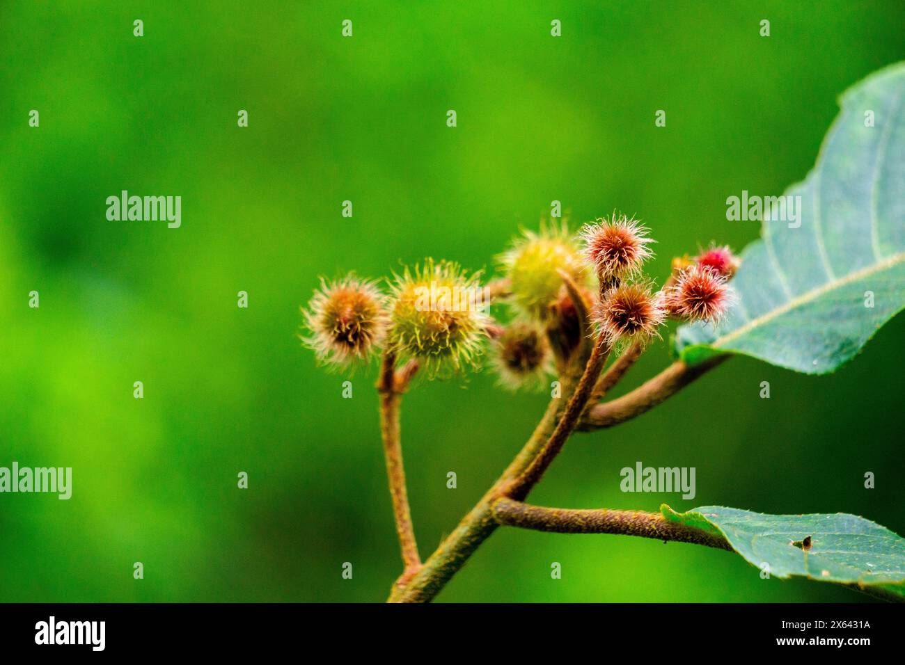 Commersonia bartramia (Andilau, durian tupai, Brown kurrajong, Scrub ...