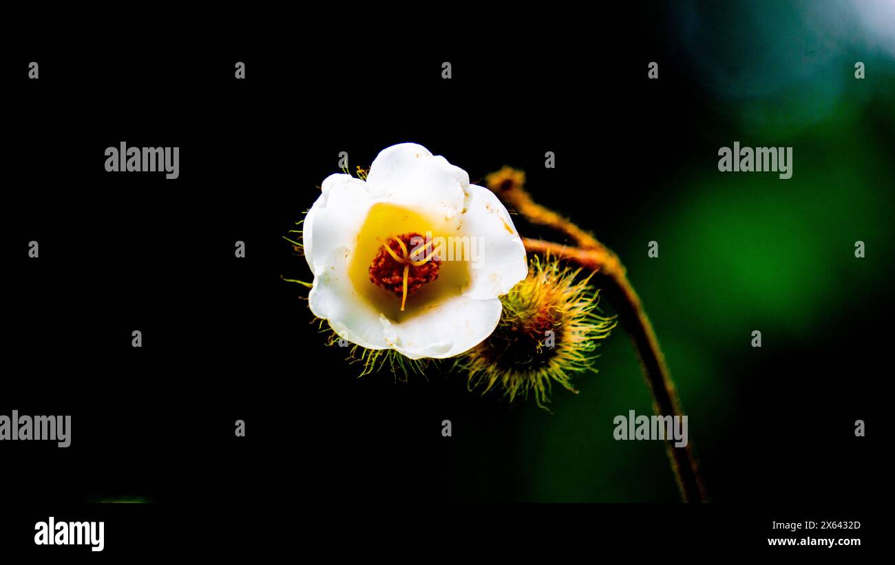 Commersonia echinata hi-res stock photography and images - Alamy