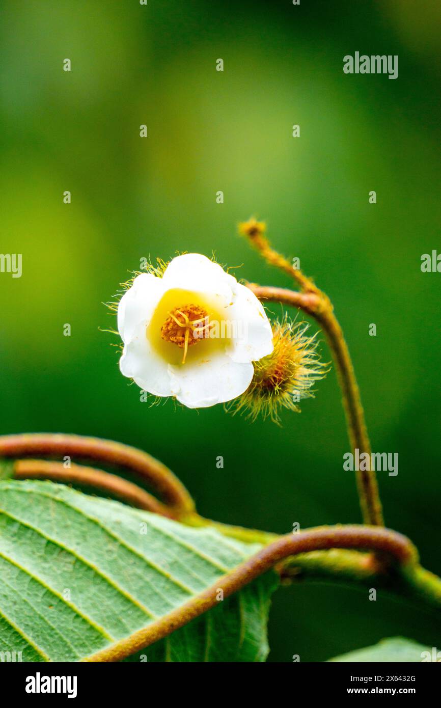 Commersonia echinata hi-res stock photography and images - Alamy