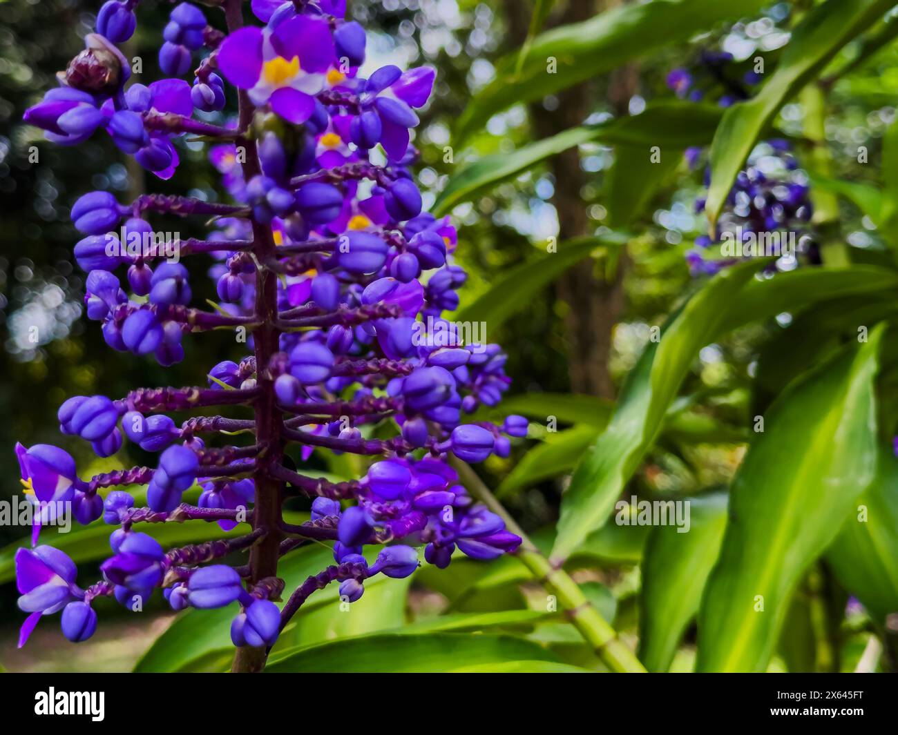 Purple spotted stems hi-res stock photography and images - Alamy