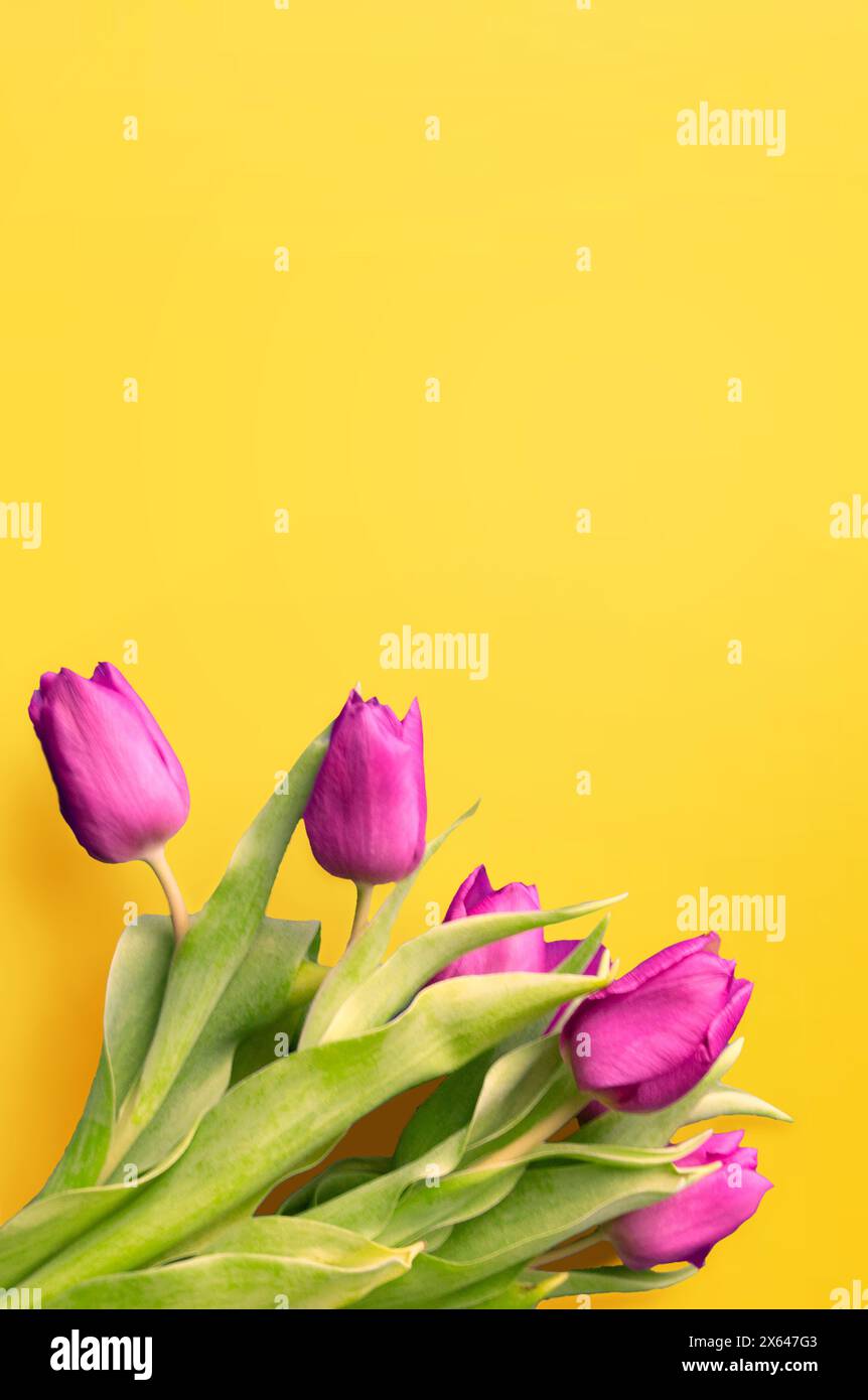 Fresh flower composition, bouquet of bi color tulips, pale pink and ...