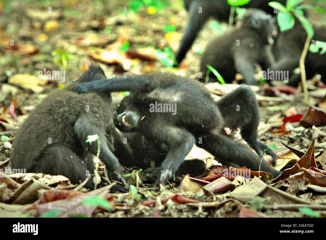 Primate species introduction hi-res stock photography and images - Alamy