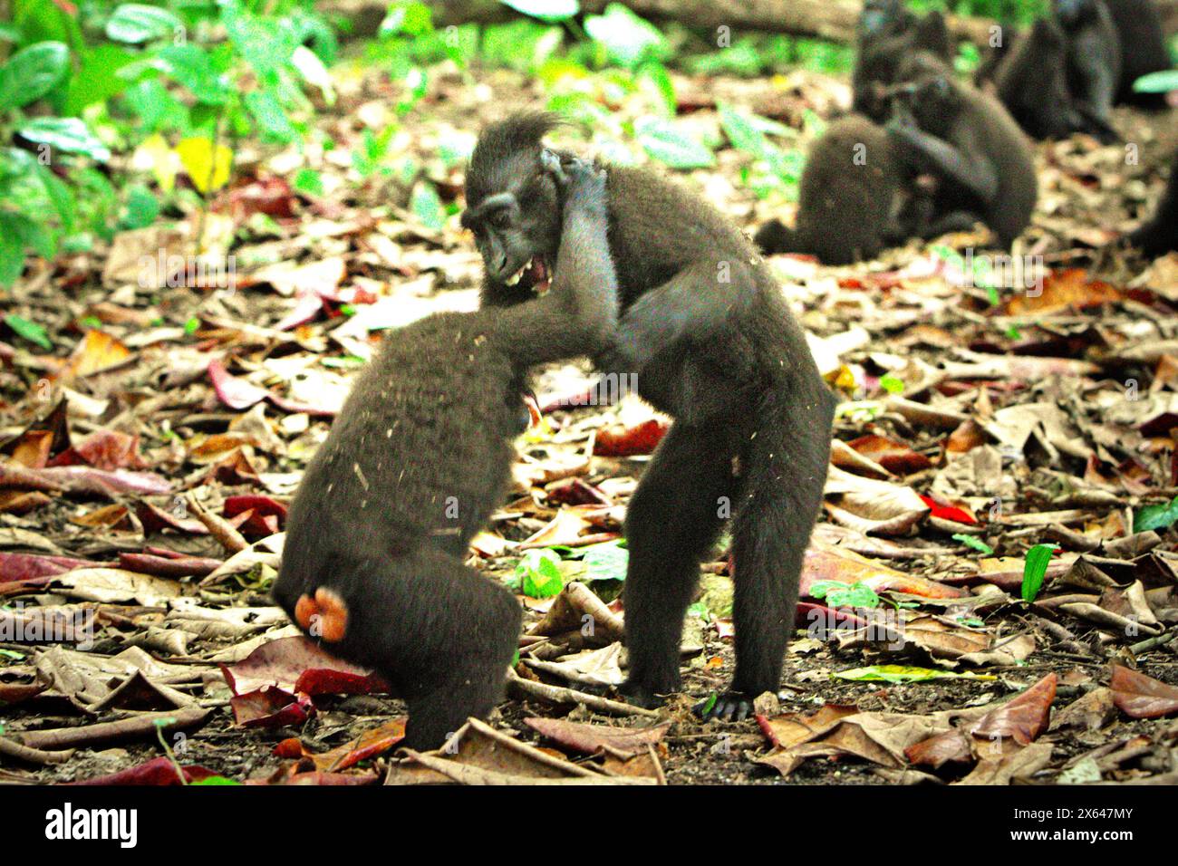 Primate species introduction hi-res stock photography and images - Alamy