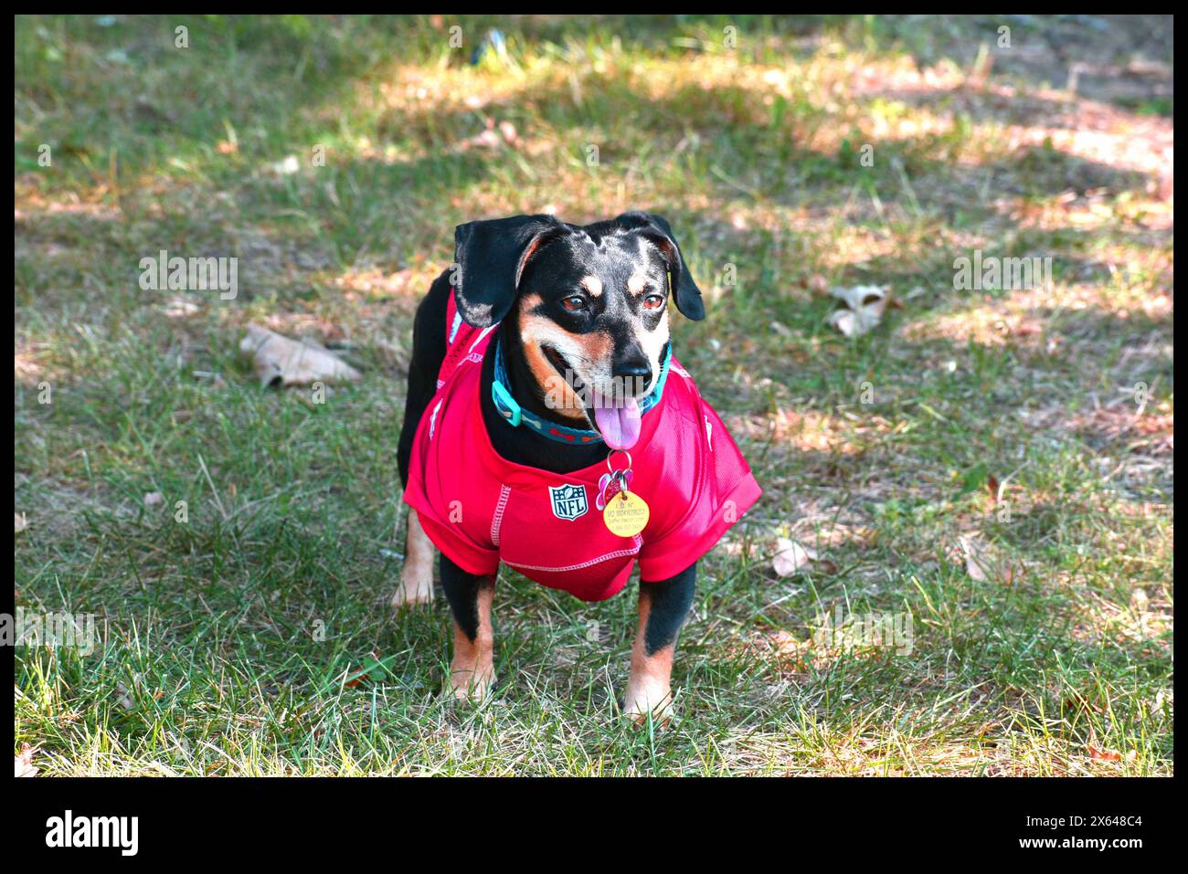 My moms Pet dachshund mix Precious Stock Photo - Alamy