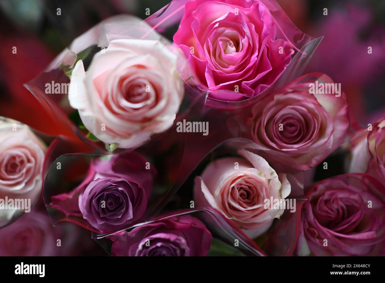 Individually wrapped pink roses set for sale in celebration of Mother's ...