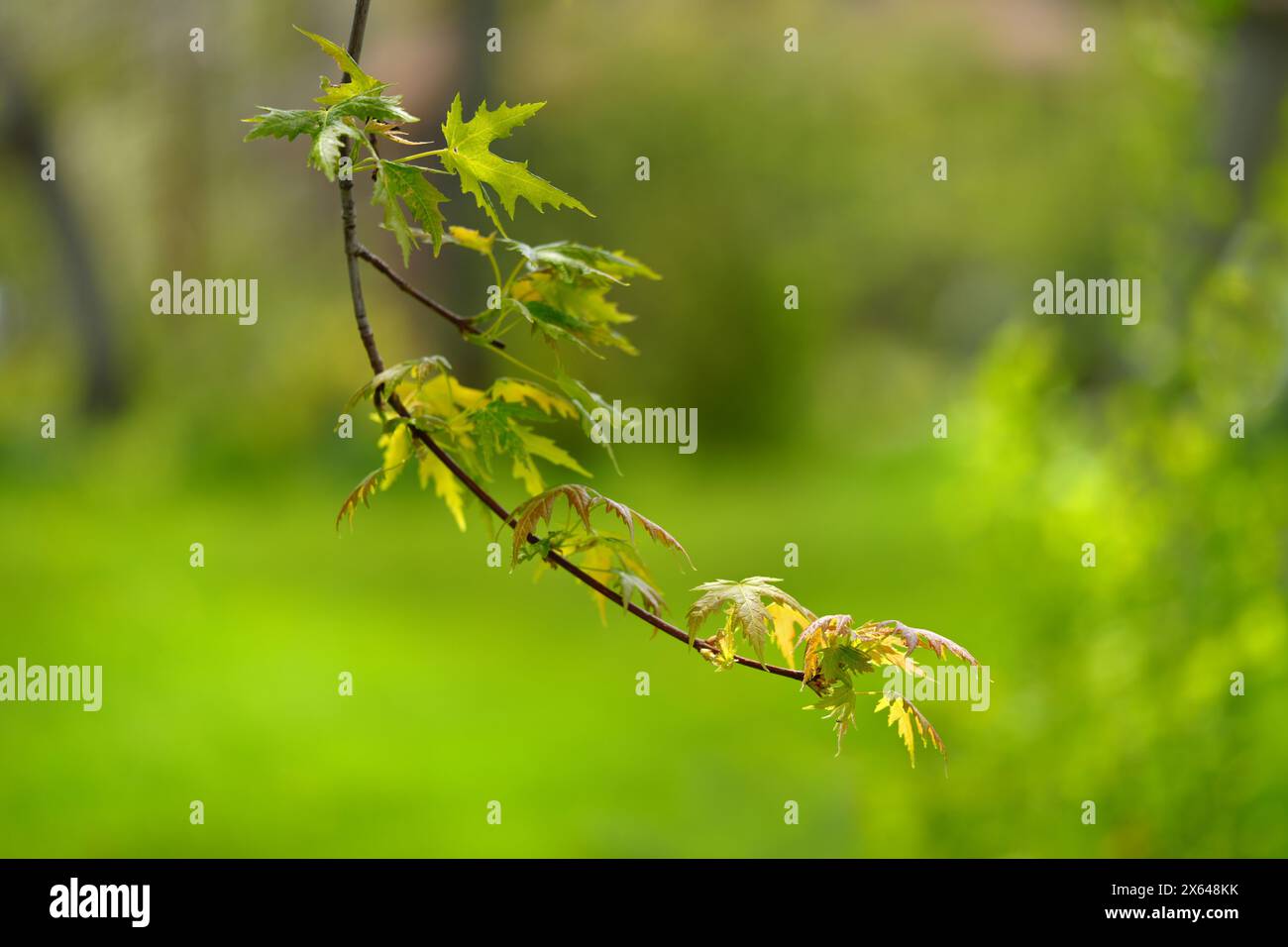 Spring Maple Stem with New Leaves Stock Photo - Alamy