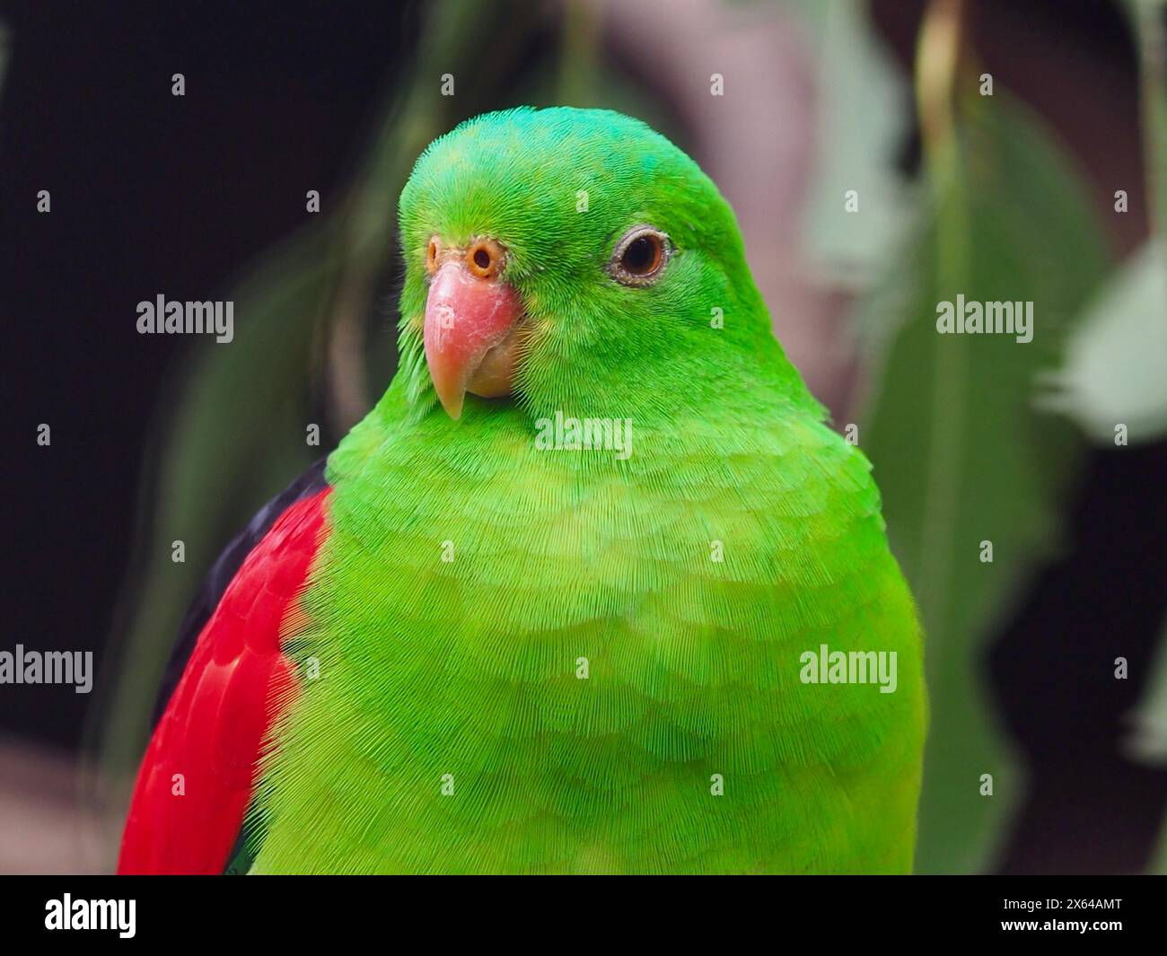 Exceptional wonderful male Red-winged Parrot in outstanding beauty ...