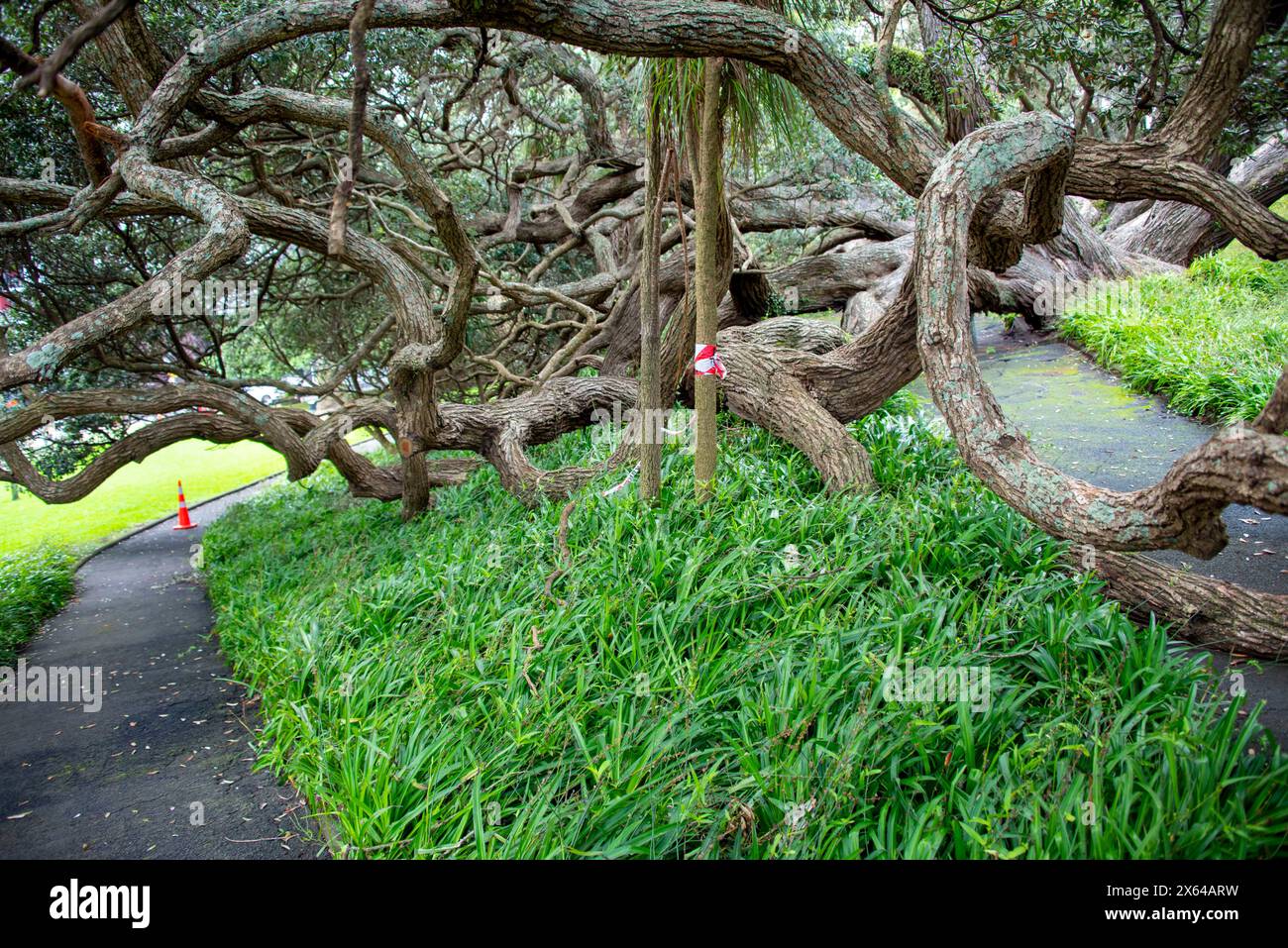 Pohutukawa Tree in Emily Place Reserve - Auckland - New Zealand Stock ...